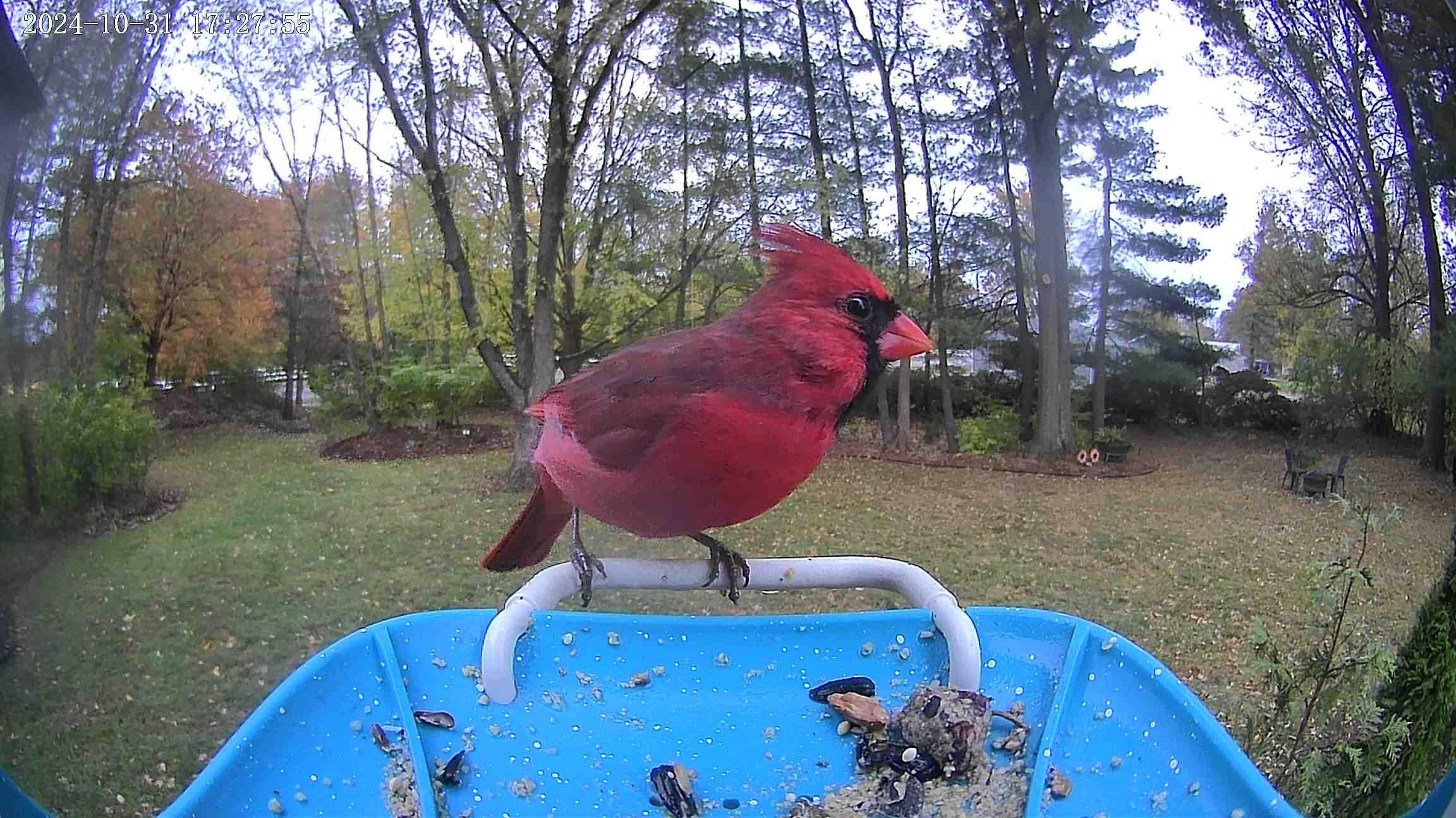 Winter Bird Feeding Tips: How to Attract Cardinals to your feeder ...