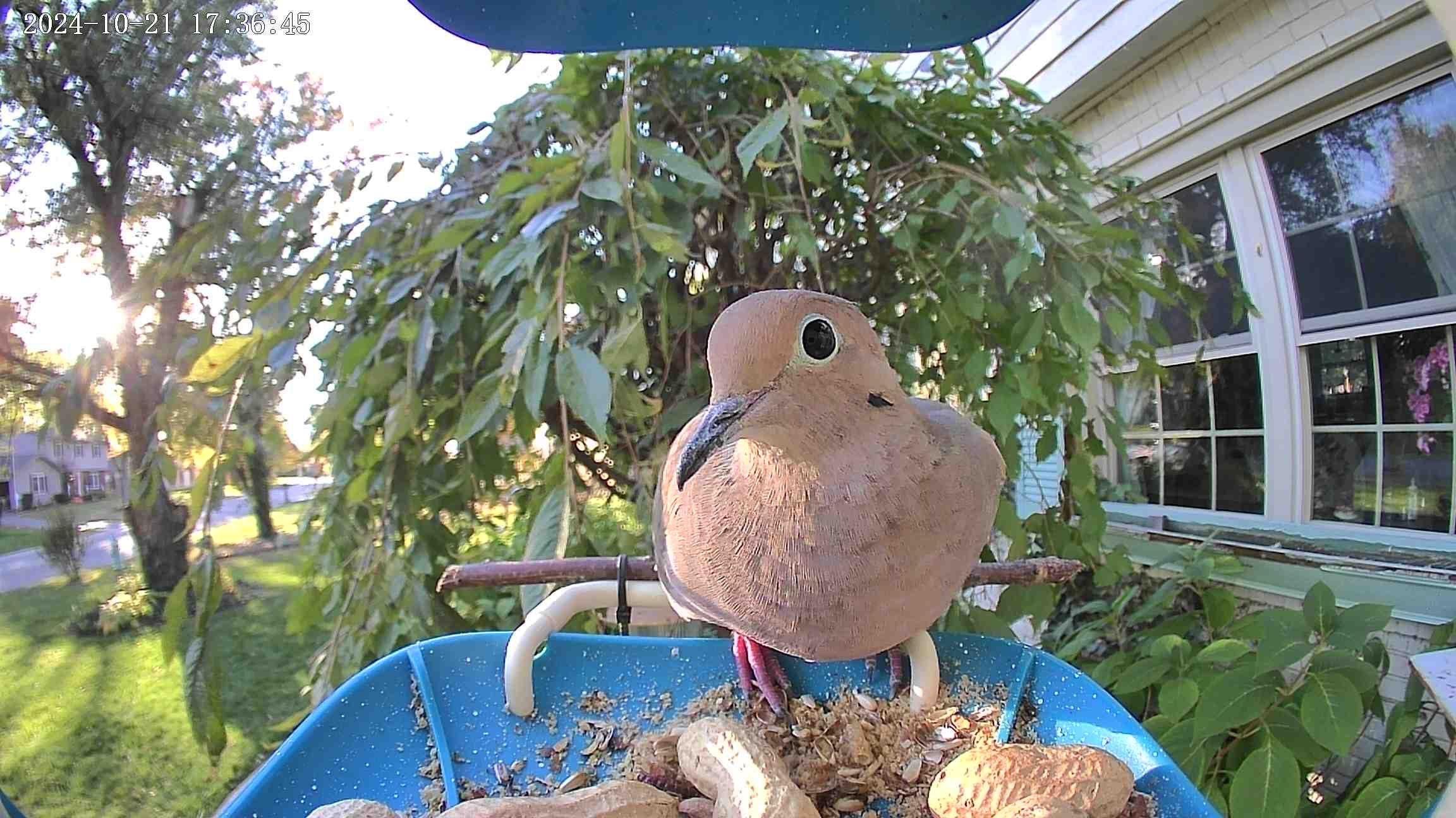 A Beginner's Guide to Birdwatching: Discover the Joy of Birding ...